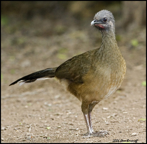 Common Chachalaca