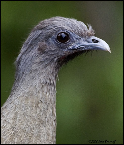 Common Chachalaca
