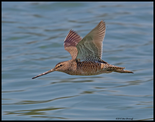 Dowitchers
