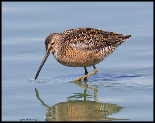 Dowitchers