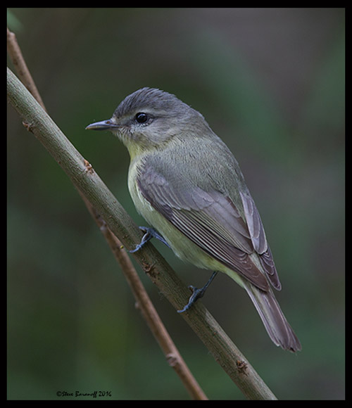 Vireo