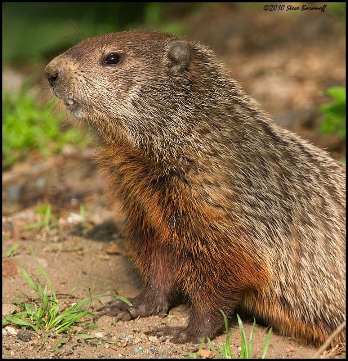 Photos by Steve Baranoff/richmond gbh rookery/_0SB8338 groundhog