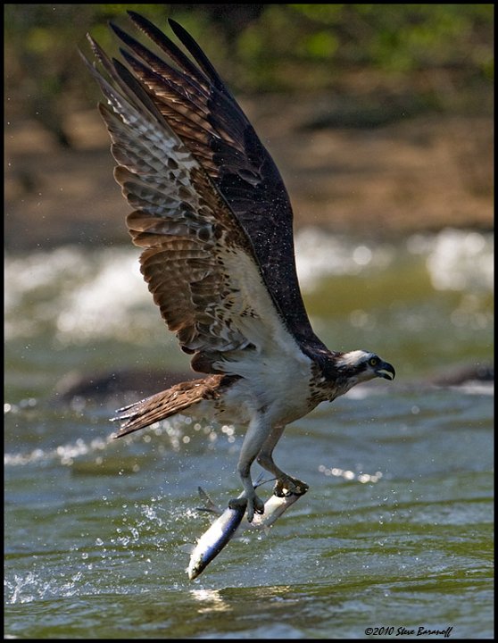 Photos by Steve Baranoff/richmond gbh rookery/_0SB8567 osprey catchng fish
