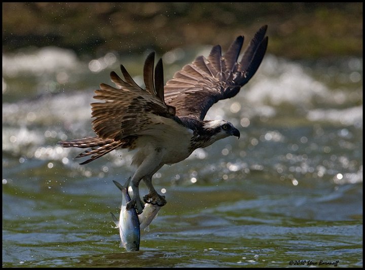 Photos by Steve Baranoff/richmond gbh rookery/_0SB8569 osprey catching fish